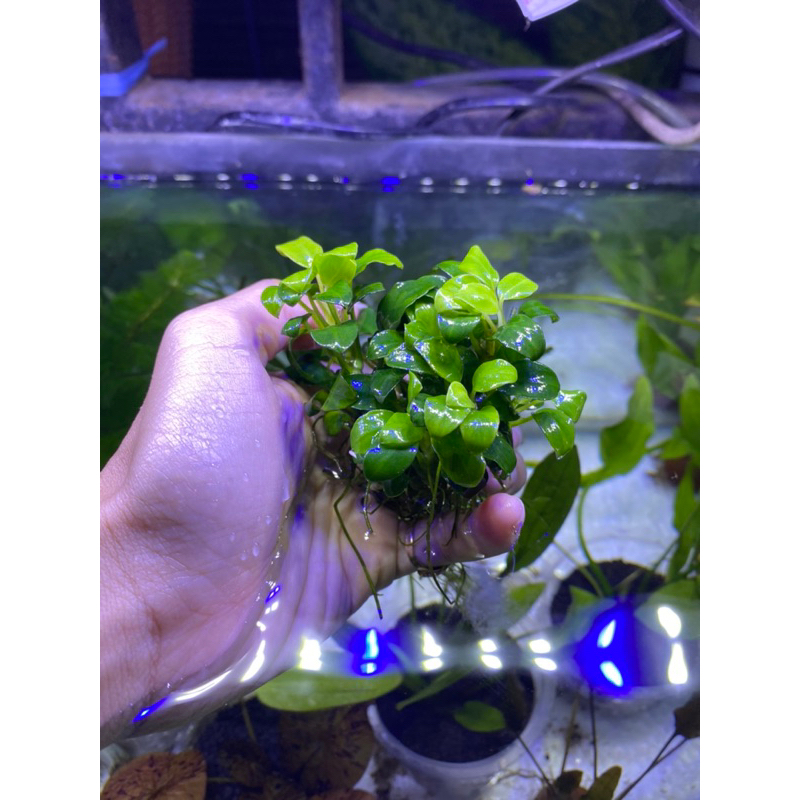 Jual Anubias Petit Tropica Daun air | Shopee Indonesia
