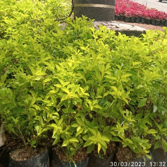 Jual Tanaman Hias Pangkas Kuning - Tanaman Hias Teh tehan Pangkas ...