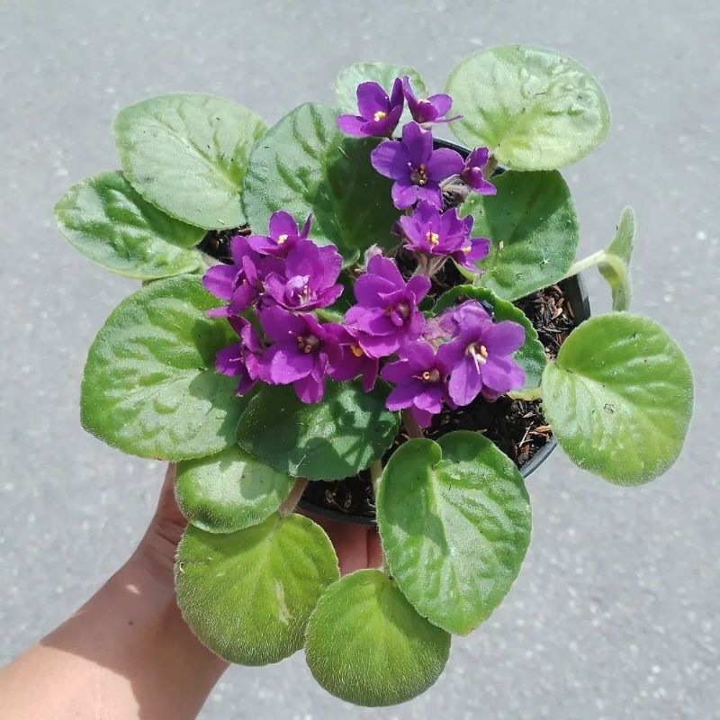 Jual Tanaman hias violces bunga ungu tua Violet Afrika (African violets ...