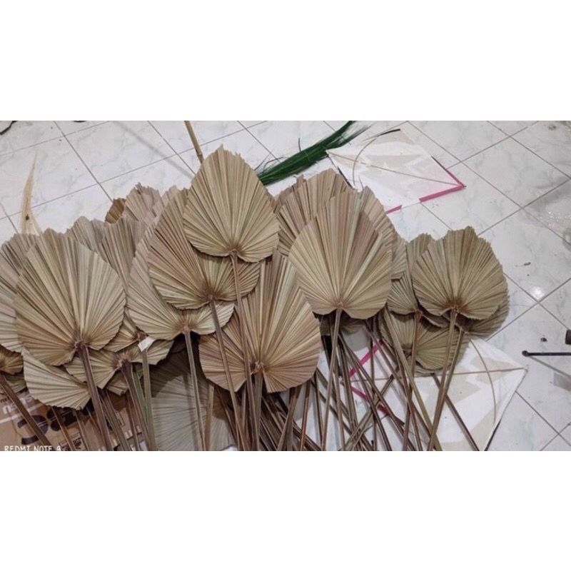 Jual Dekorasi Rustik Palem Palm Rayung Pampas Tanaman Daun Kering Sikas ...