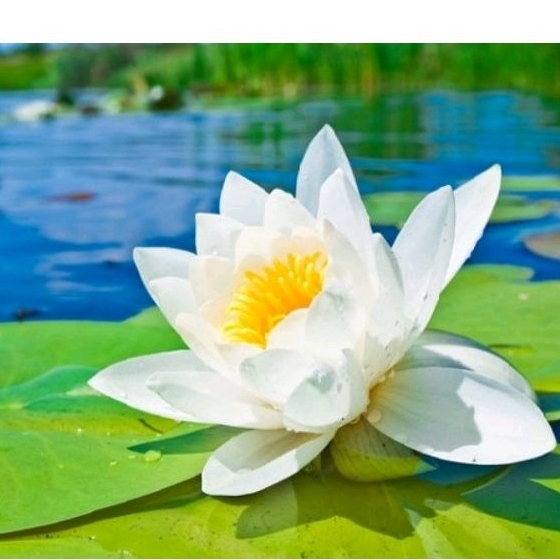 Jual Bunga Teratai Putih Segar | Nymphaea Tetragona | Shopee Indonesia