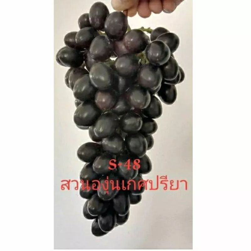 Jual bibit anggur import early adora thailand | Shopee Indonesia