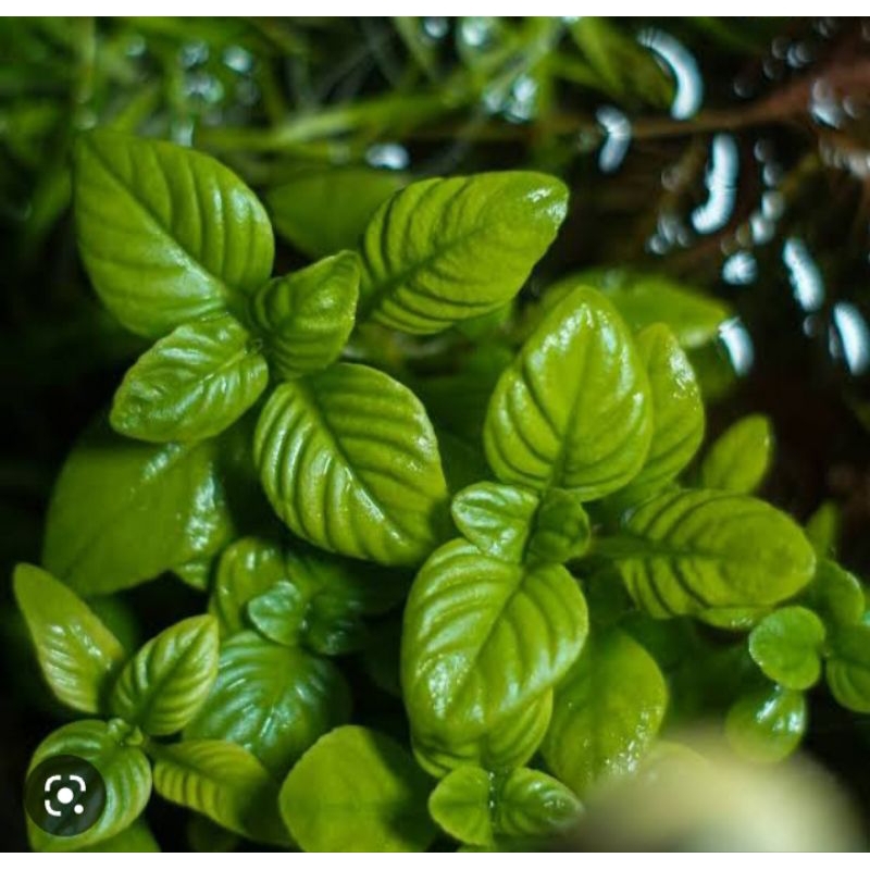 Jual limnophila rugosa tanaman aquascape paludarium | Shopee Indonesia