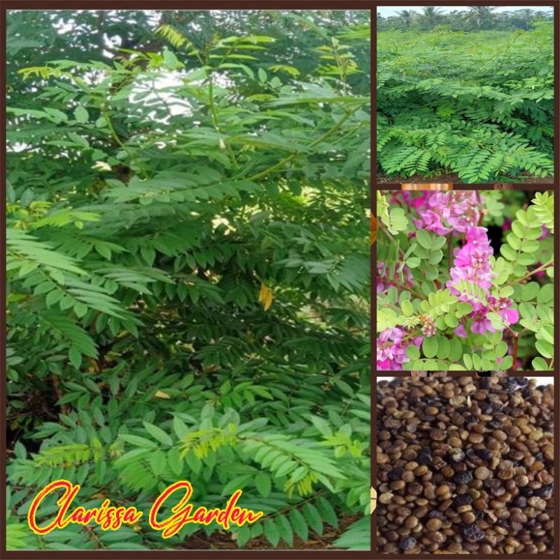 Jual BIJI/BENIH TANAMAN INDIGOFERA SUPER (TANAMAN PAKAN TERNAK ...
