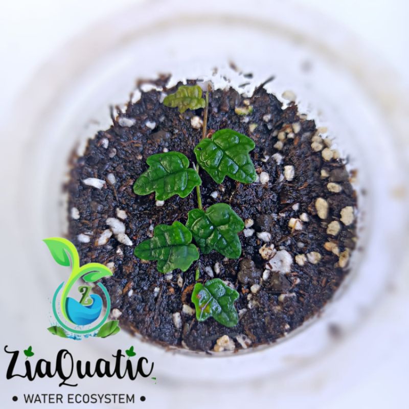 Jual Ficus Pumila Quercifolia/Thunbergii/String Of Frogs/Oakleaf Ficus ...