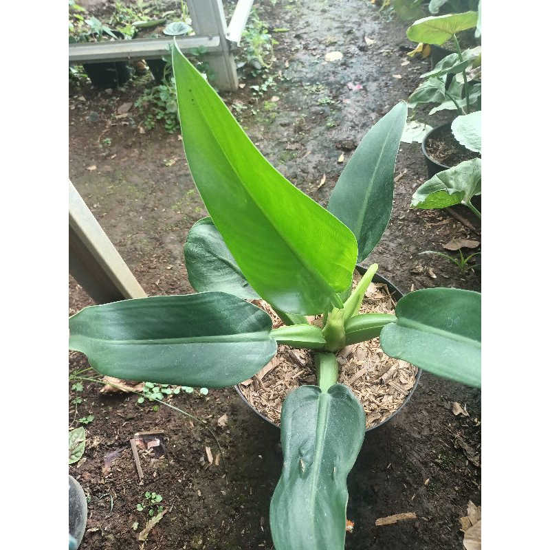 Jual philodendron katak-philo eceng pohon asli Indonesia | Shopee Indonesia