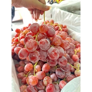 Jual Anggur 1 Kg Terlengkap & Harga Terbaru Februari 2025 | Shopee ...