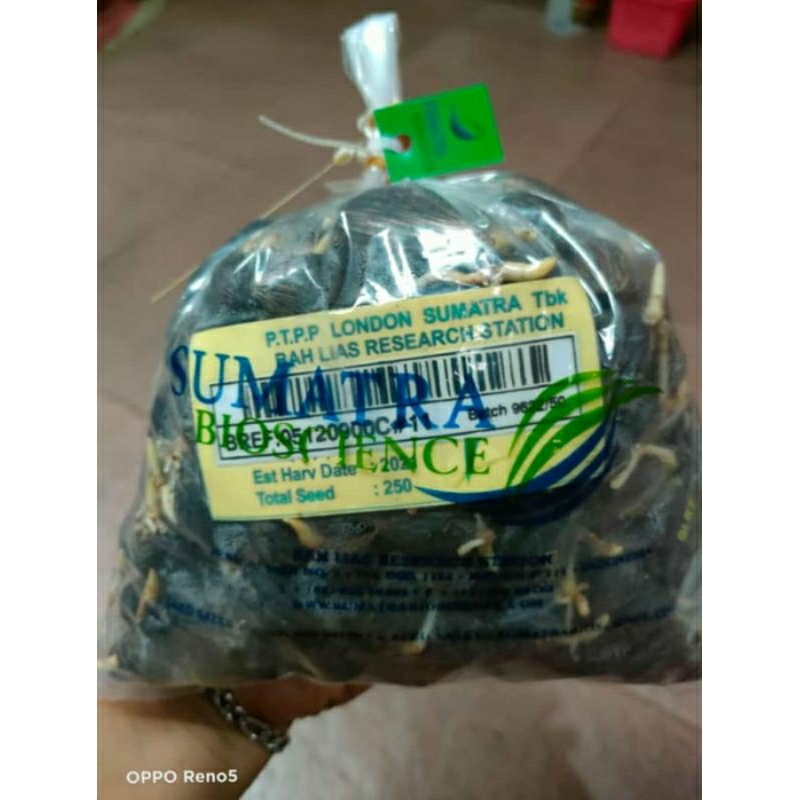 Jual benih kecambah sawit LONSUM | Shopee Indonesia
