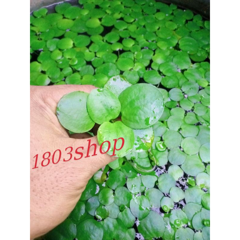 Jual tanaman air amazon frogbit | Shopee Indonesia