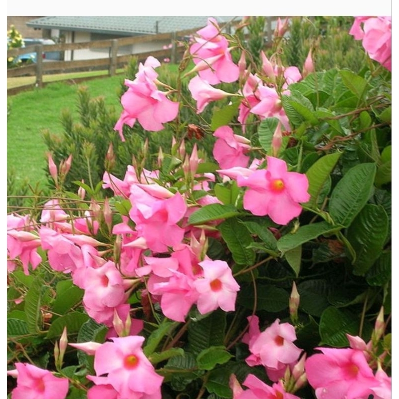 Jual tanaman bunga mandevilla pink - mandevilla bunga pink tanaman ...