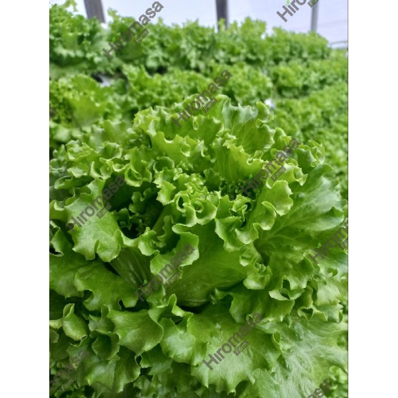 Jual Selada Hidroponik "Hiromasa Farm" 250gr, 500gr, 750gr, 1000gr ...