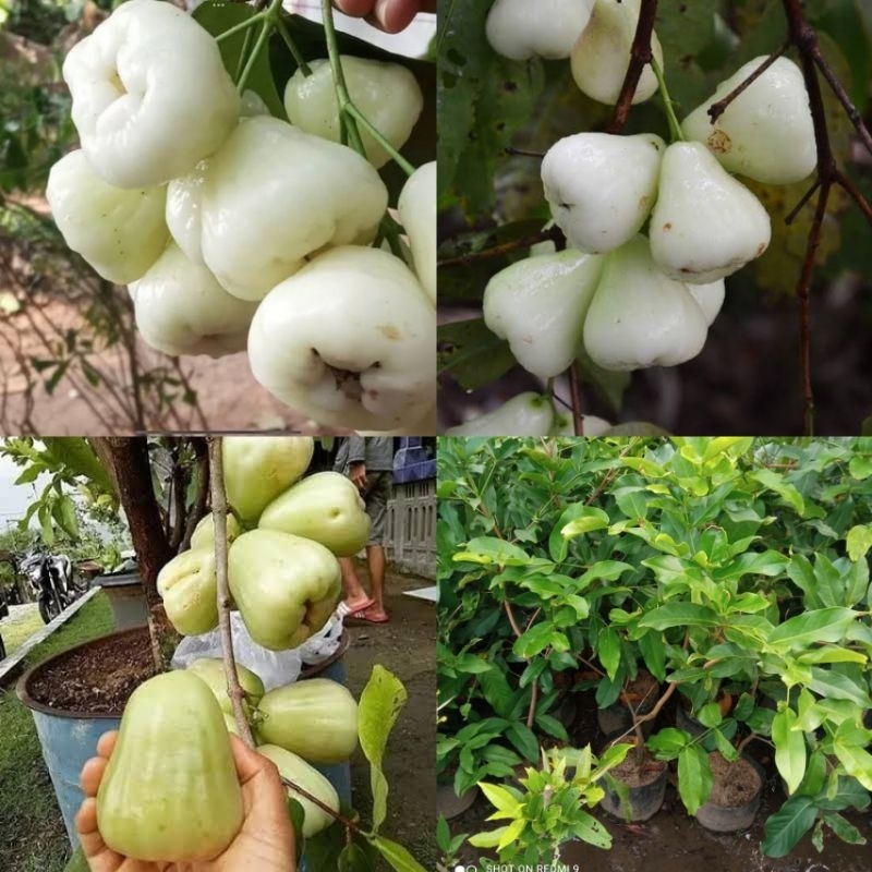 Jual Bibit Tanaman Jambu Air Madu Susu Tinggi 1 Meter Up Batang Besar ...