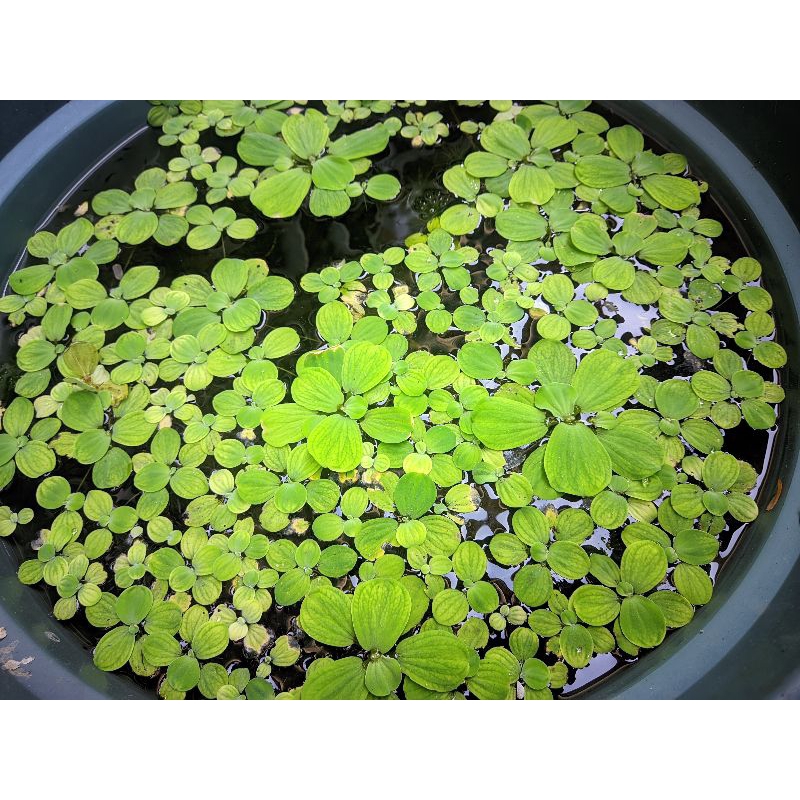 Jual tanaman air apu apu mini | Shopee Indonesia