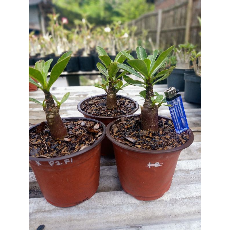 Jual Bibit Adenium Arabikum Hibrid Skin Hitam Black Ship Seedling ...