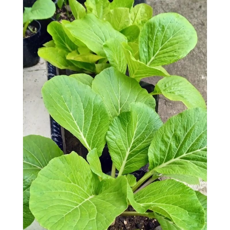 Jual Tanaman Sayur caisim caisin / sawi baso / cesin bakso / Brassica ...
