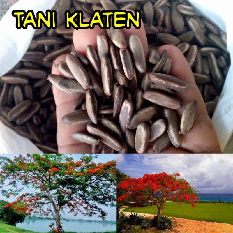 Jual Biji pohon FLAMBOYAN MERAH | Shopee Indonesia