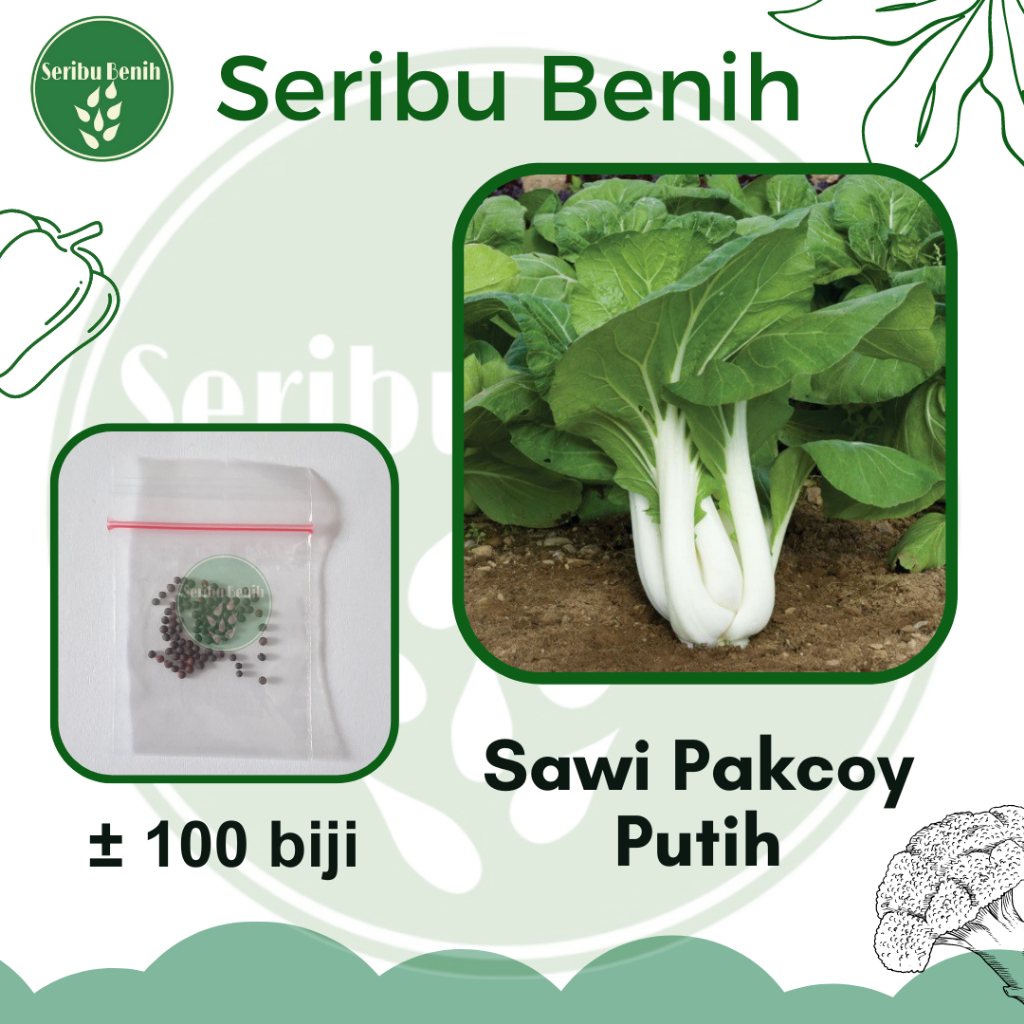 Jual 100 Benih Sayuran Sawi Pakcoy Batang Putih Unggul - Bibit Biji ...