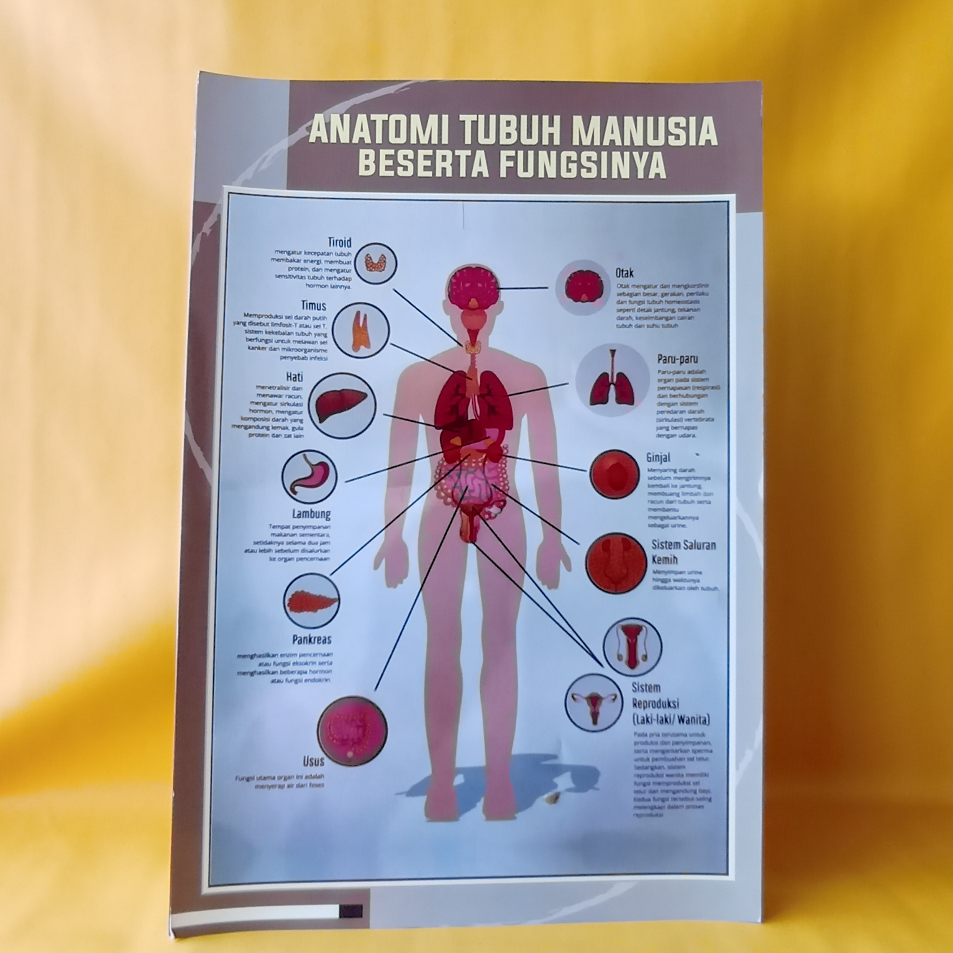 Jual Poster Sekolah | Poster Anatomi Tubuh Manusia Beserta Fungsinya ...