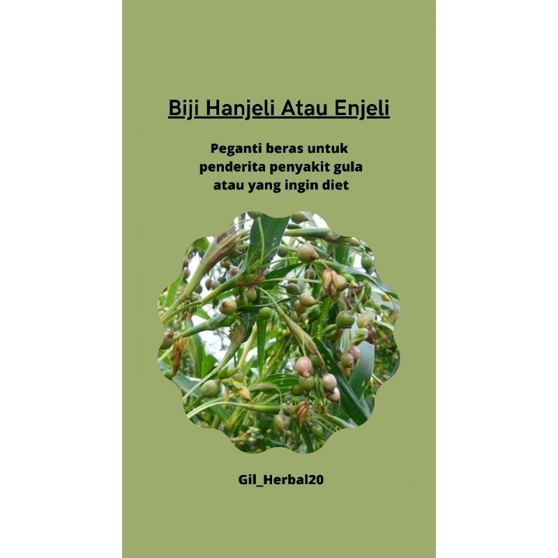 Jual Biji Super Hanjeli Atau Enjeli liter | Shopee Indonesia
