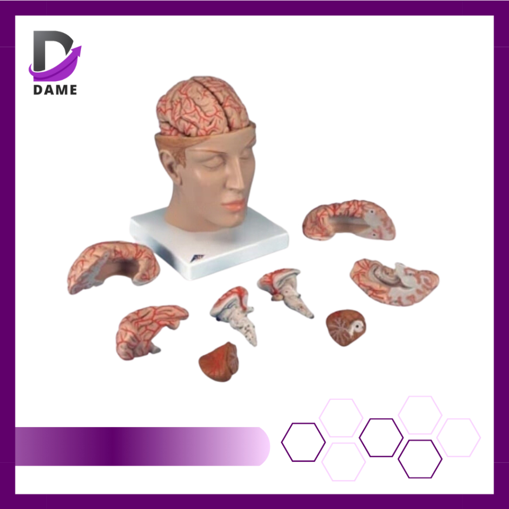 Jual Alat Peraga Model Otak Manusia Anatomi Model Terdiri 8 Bagian ...