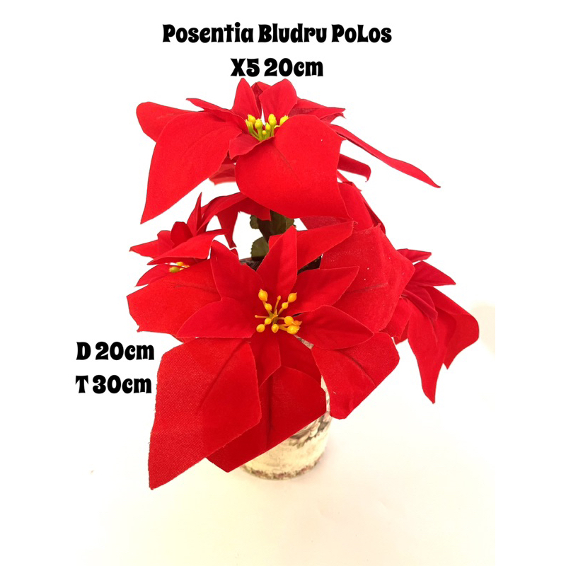 Jual Dekorasi Natal Bunga Kastuba / Bunga posentia natal x5 | Shopee ...