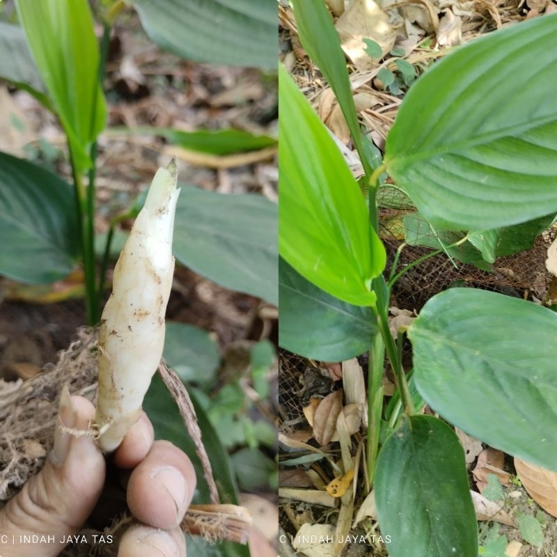 Jual bibit tanaman umbi garut 3 pohon | Shopee Indonesia