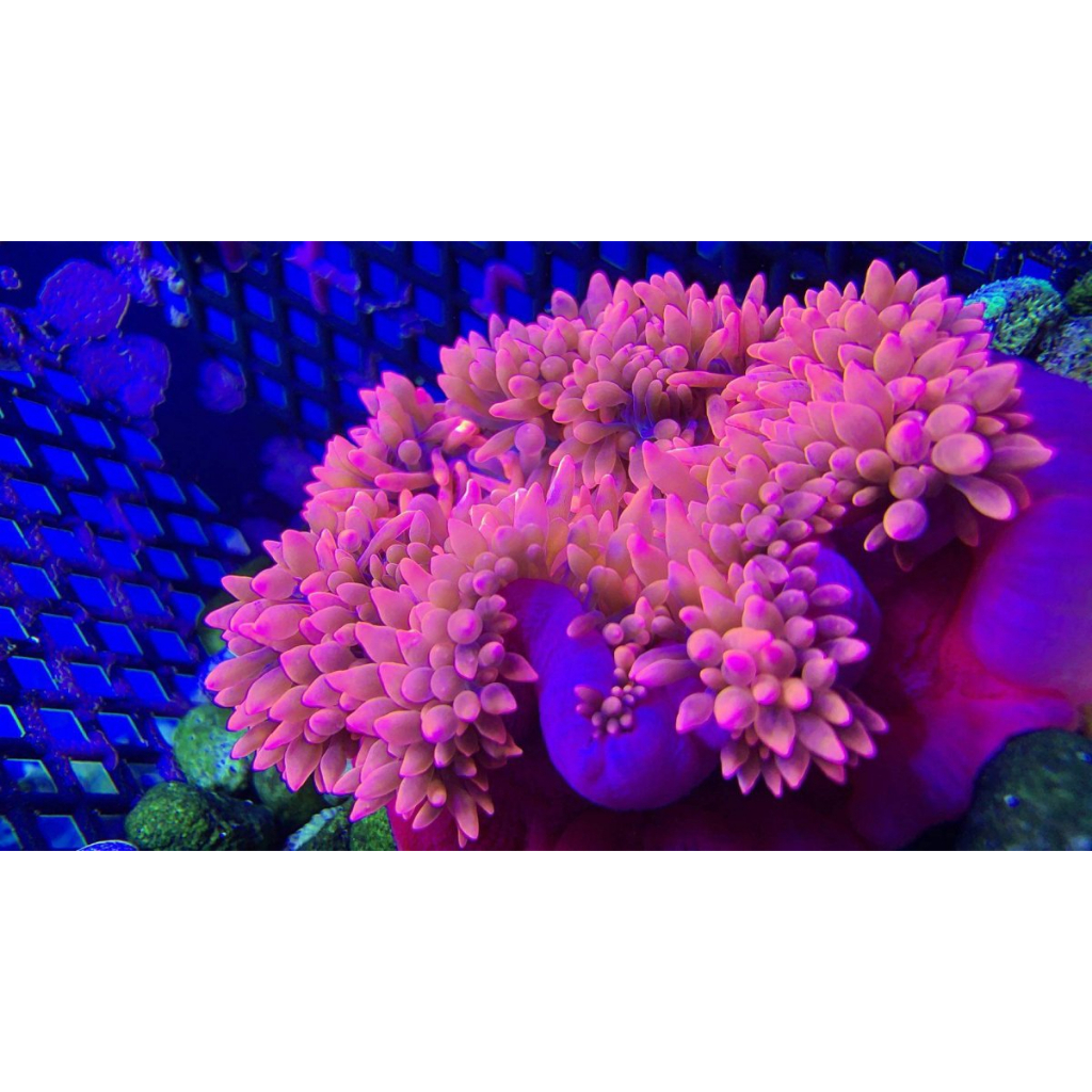 Jual Anemon Bubble Tip Merah / Jagung Merah / Genteng Merah / Rumah ...