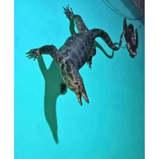 Jual Biawak Besar Terlengkap & Harga Terbaru Juni 2024 | Shopee Indonesia
