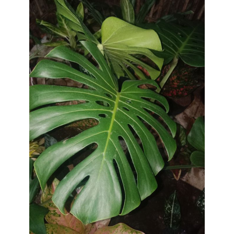 Jual monstera | Shopee Indonesia