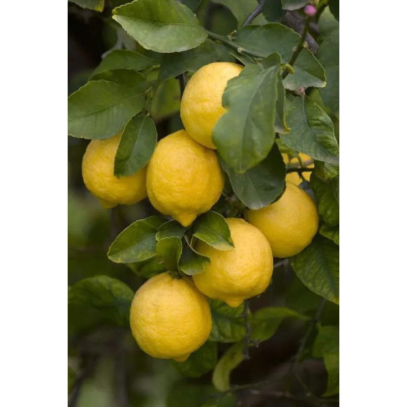 Jual Lemon California segar 1kg | Shopee Indonesia