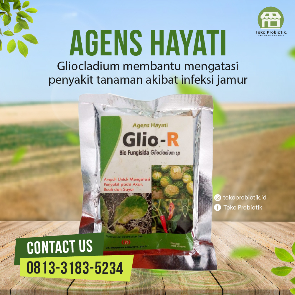 Jual Agens Hayati Gliocladium untuk Mengendalikan Penyakit Tanaman ...