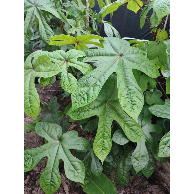 Jual Daun Gedi Segar Serat Merah (Daun Telo Papua Per Pics ) | Shopee ...