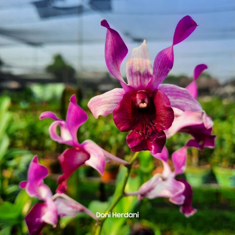 Jual Dendrobium Inaraya Red, Anggrek Dendrobium Indonesia Ray Red ...