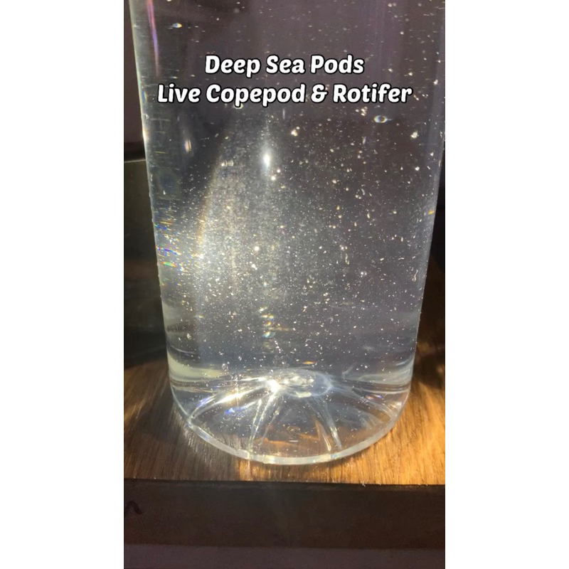 Jual Deep Sea Pods ( Copepod / Copepoda / Copepods & Rotifer / Rotifera ...