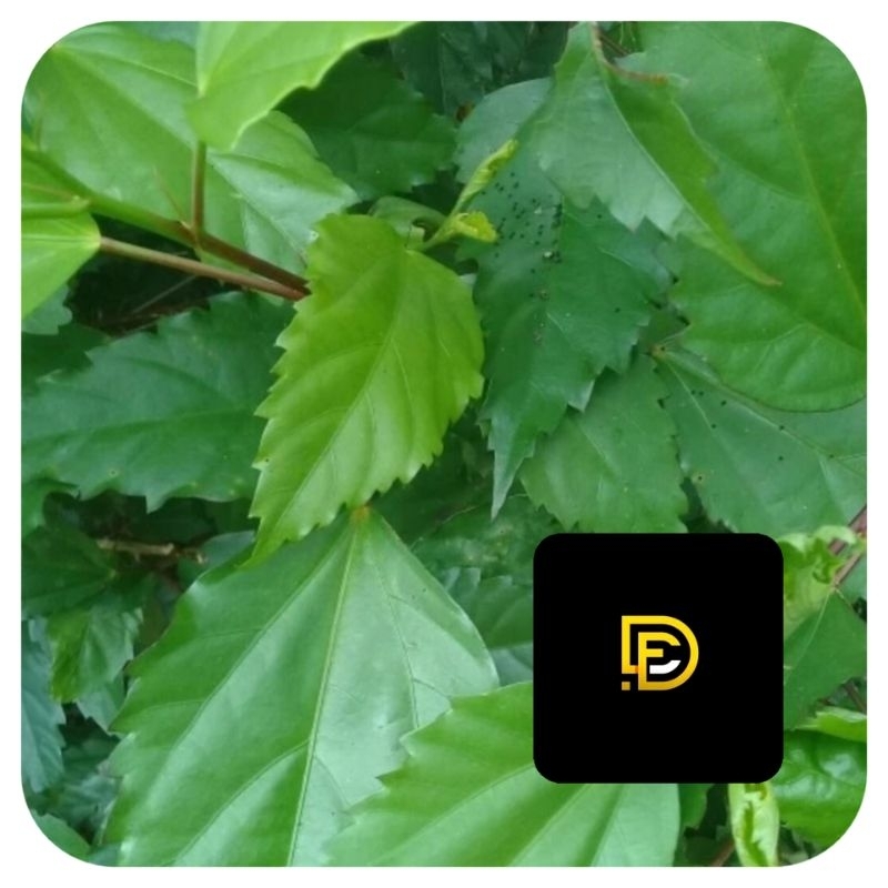 Jual Daun kembang sepatu daun bunga sepatu daun lentera segar-az ...