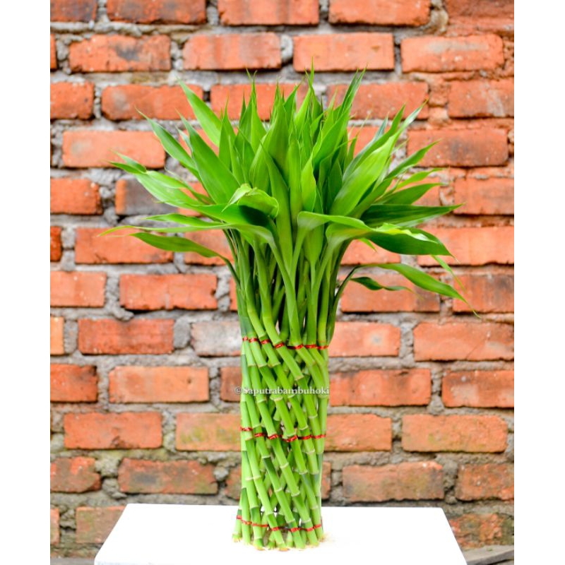 Jual Bambu Hoki / Bambu Rejeki 1 Paket 10 Pohon | Shopee Indonesia