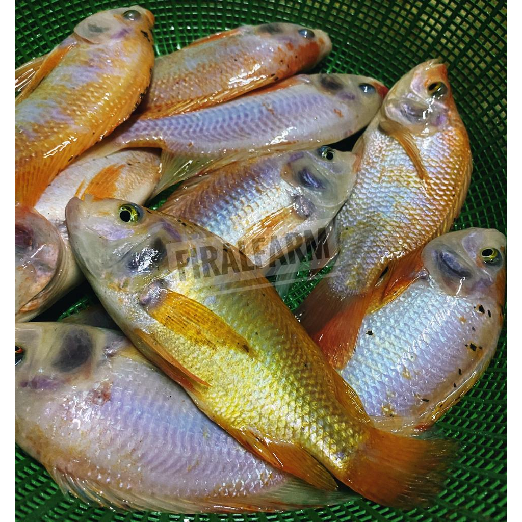 Jual Ikan Nila Merah Segar 1kg | Shopee Indonesia