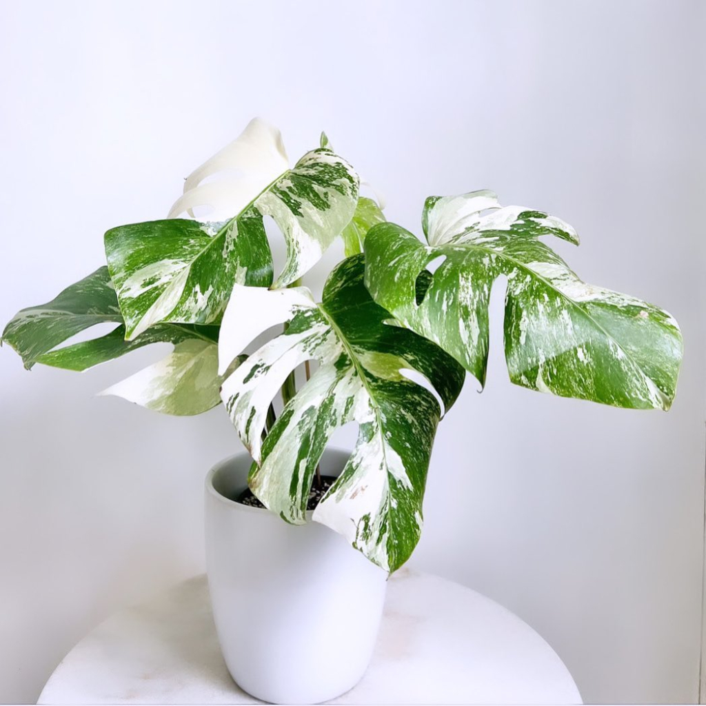 Jual Monstera Marble Varigata//tanaman hias cantik//tanaman hidup ...
