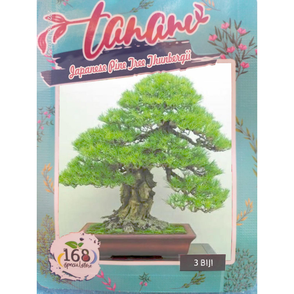 Jual Benih Bibit Biji Japanese Pine Tree Biji Pohon Pinus Thunbergii ...