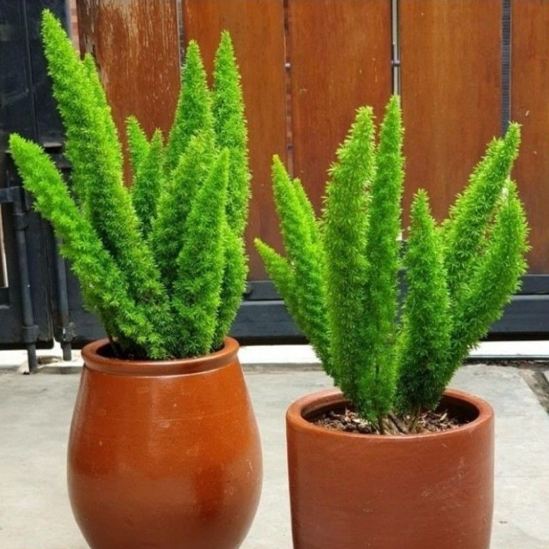 Jual TERMURAH! Tanaman Hias Cemara Ekor Tupai Rimbun Pohon Cemara Tupay ...