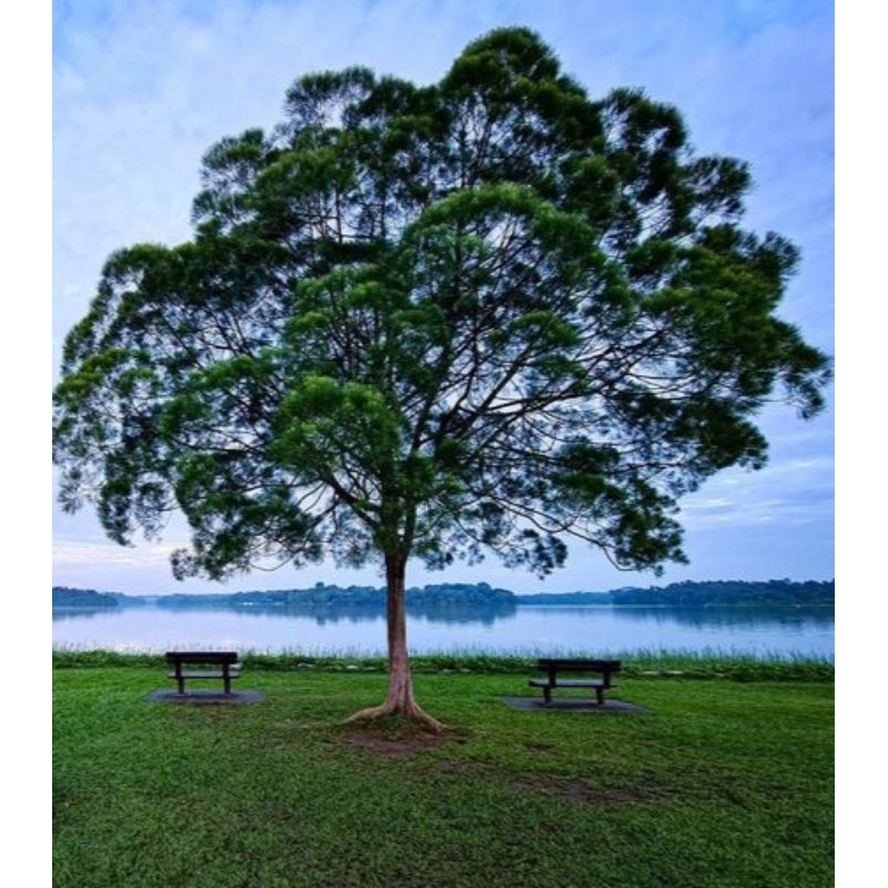 Jual tanaman cemara balon - tanaman - cemara - Casuarinaceae - 50cm ...