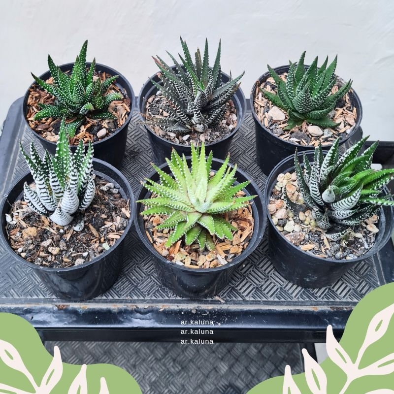 Jual Haworthia Daun Tebal / Keras sukulen kaktus tanaman hidup | Shopee ...