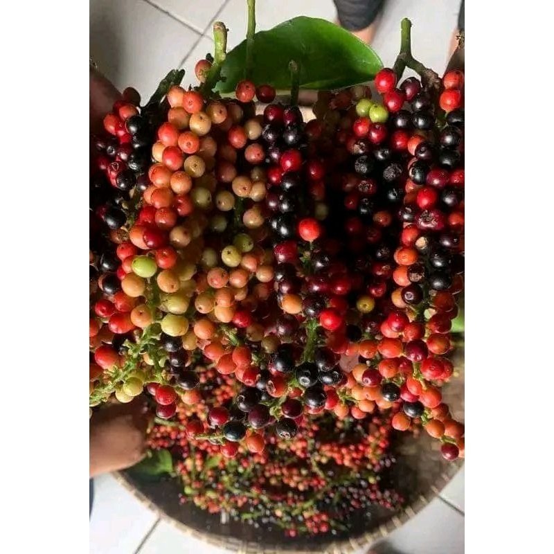Jual Buah huni | Shopee Indonesia
