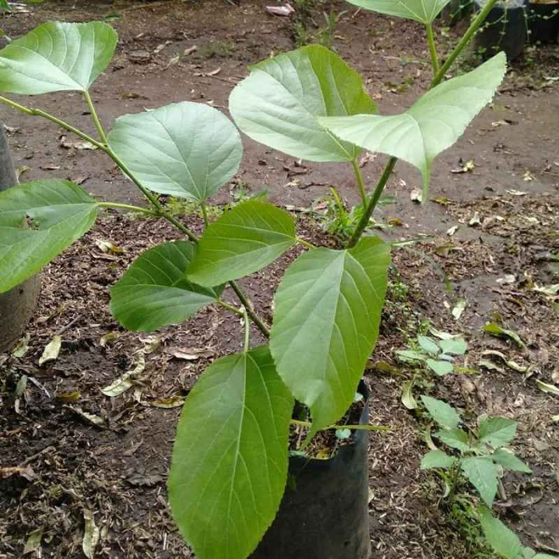 Jual Bibit Long Murbei Jumbo Dataran Rendah Dan Tinggi | Shopee Indonesia