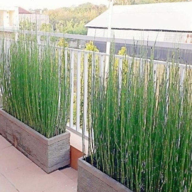 Jual Tanaman Pagar Bambu Air Segar Rimbun Pohon Bambu Aer / Hiasan ...