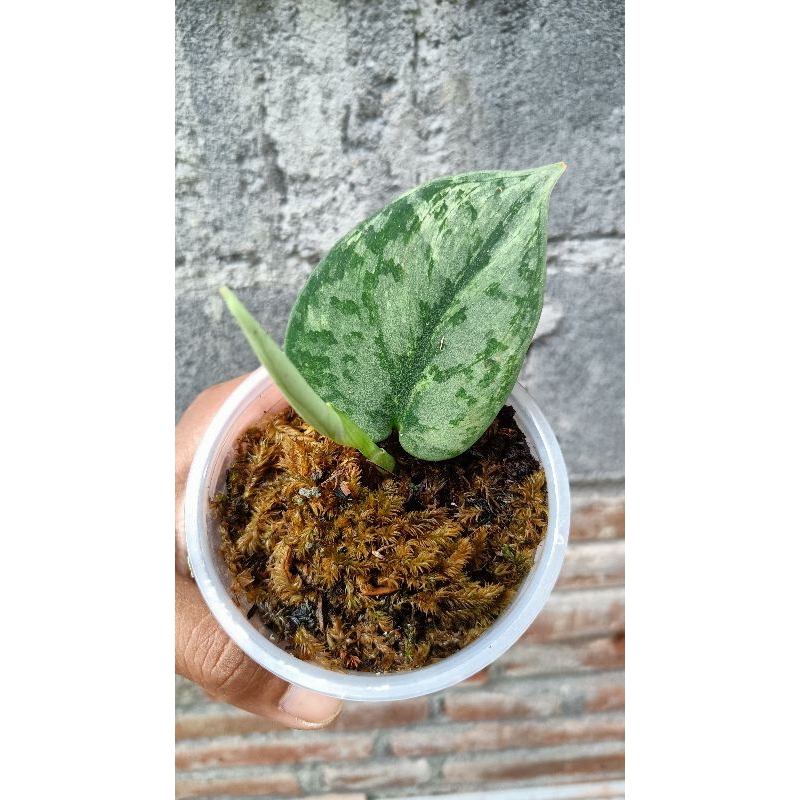 Jual Scindapsus silver knight variegata (Hologram) | Shopee Indonesia