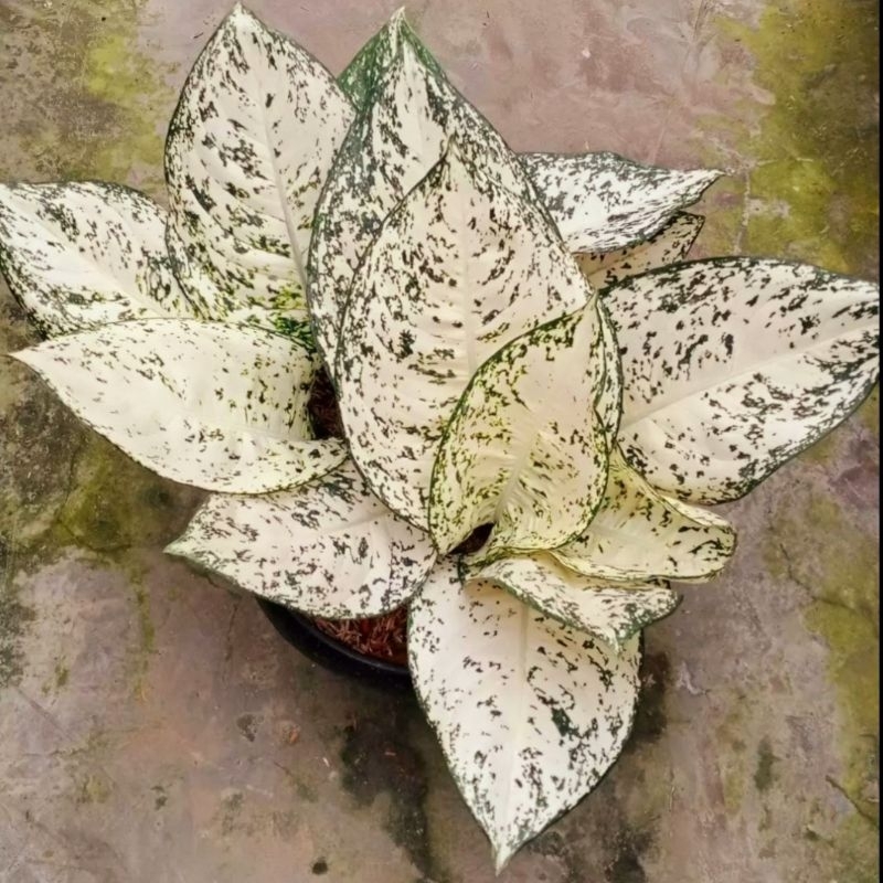 Jual Aglonema Siam Paragon Menor Tanaman Hias Bunga Aglaonema Murah ...