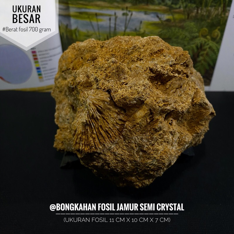 Jual Bongkahan Fosil Jamur Purba E3 atau Fosil Jamur Paleozoic atau ...