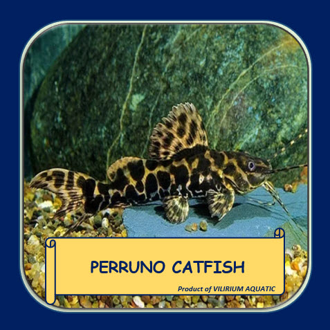 Jual IKAN HIAS AIR TAWAR - PERRUNO CATFISH | Shopee Indonesia
