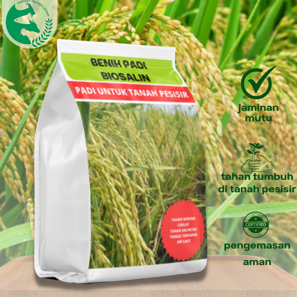 Jual Benih Padi Biosalin Umur Genjah 1 kg Tahan Cemaran Air laut ...